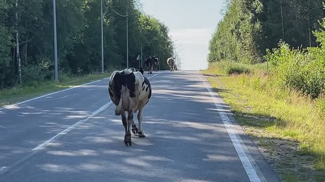 Север-2024. 06. Коровы