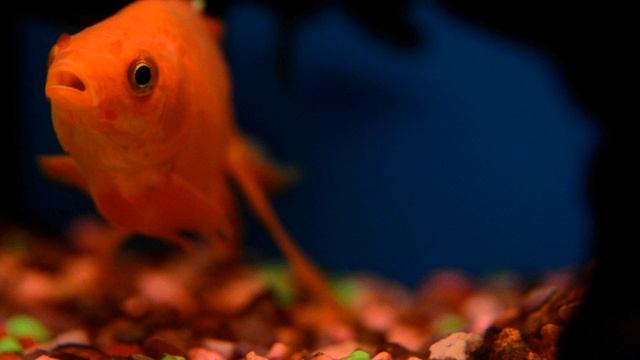 Видео про рыбок для детей