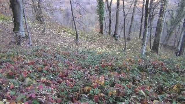 О реалиях автотуризма в Краснодарском крае в походе на гору Большое Псеушхо.