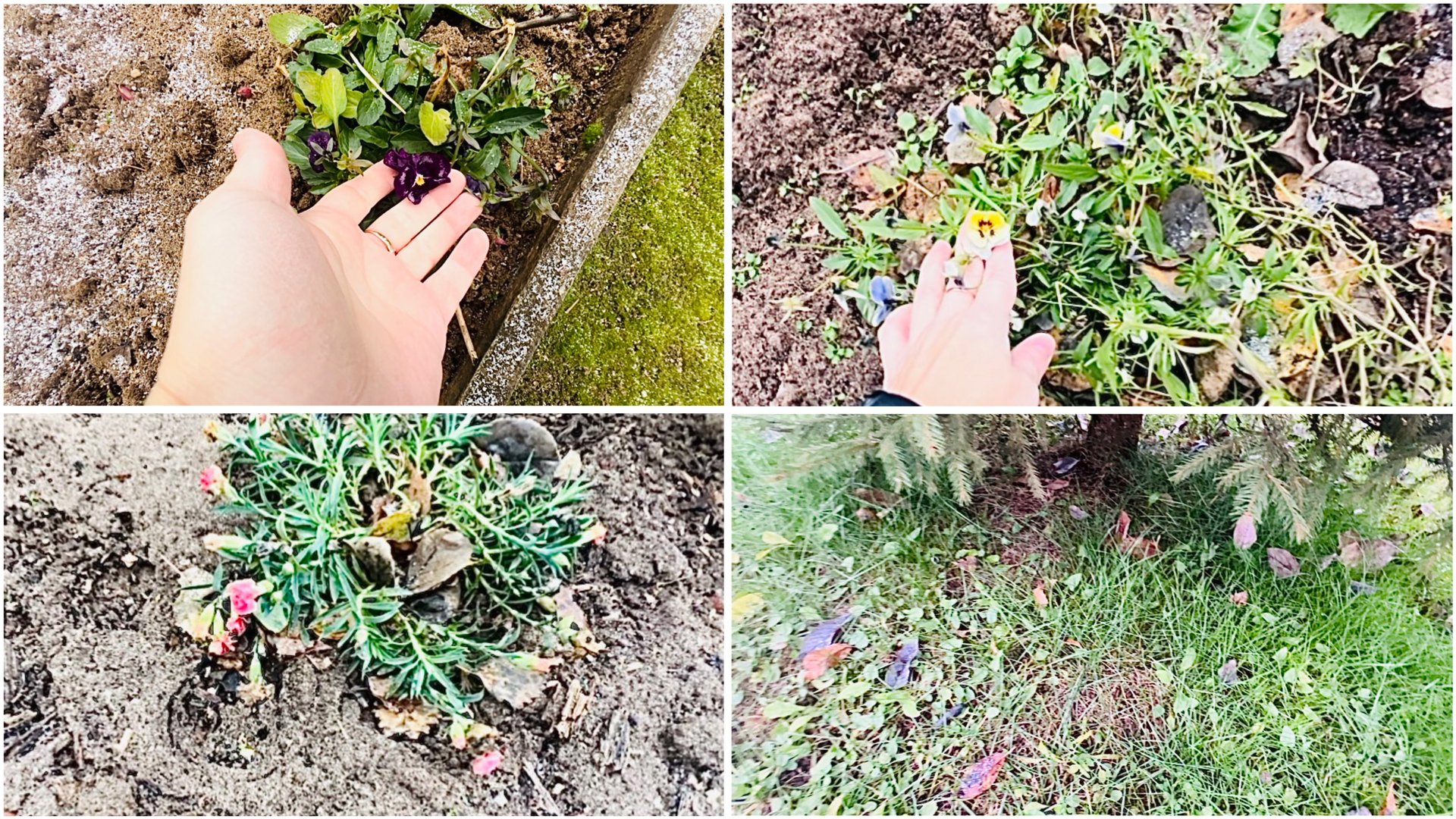 23 ноября. На даче, заглянули проведать. Перегоняем машины