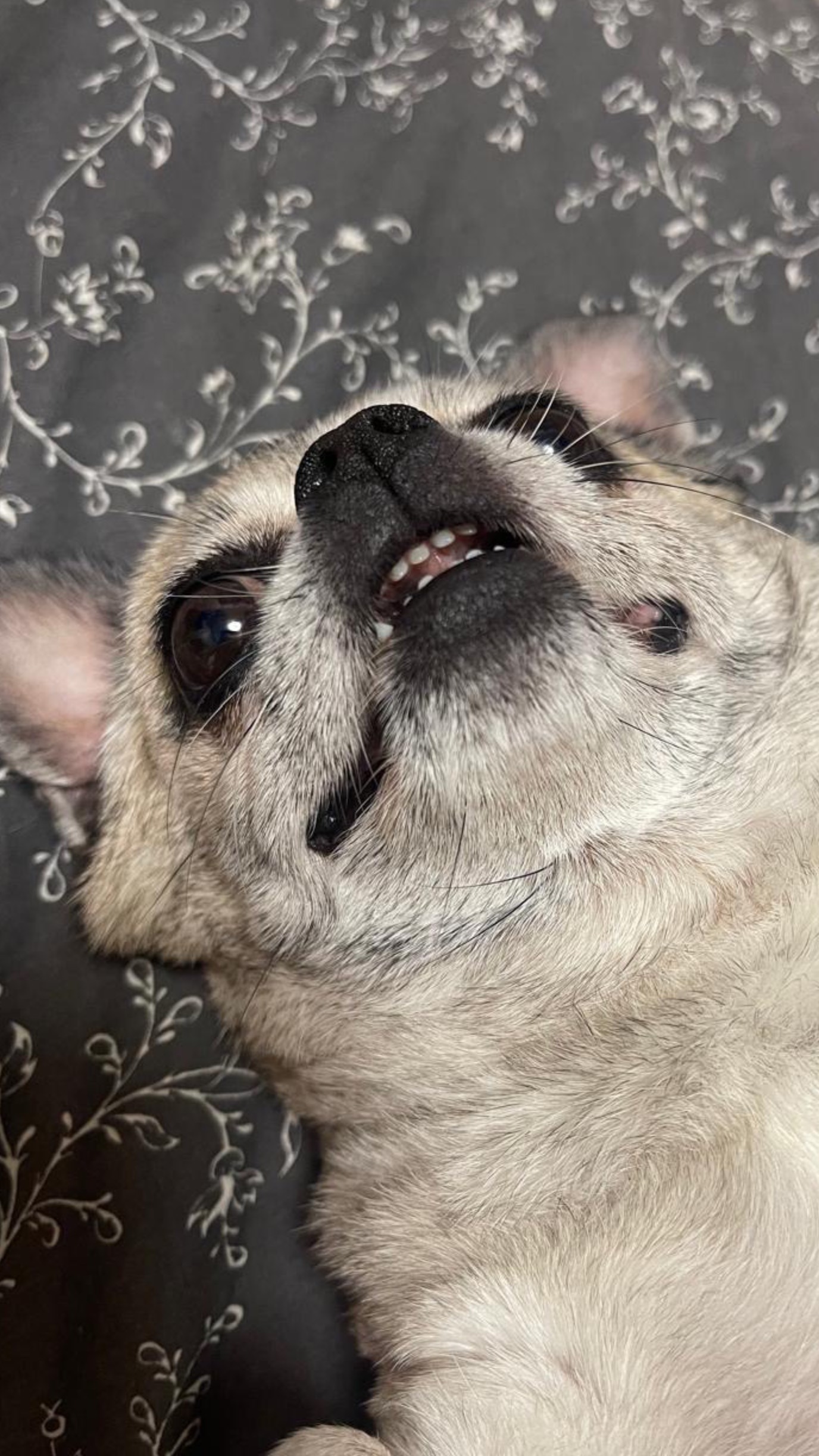 Восхитительная храпунья Буся