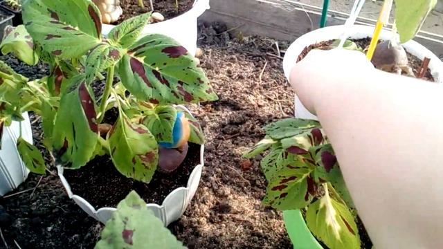 Колеус - гость из тропиков