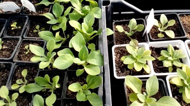 Ах! Цветы цветочки! Каланхоэ