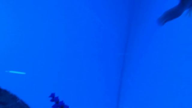 Красоты подводного мира.