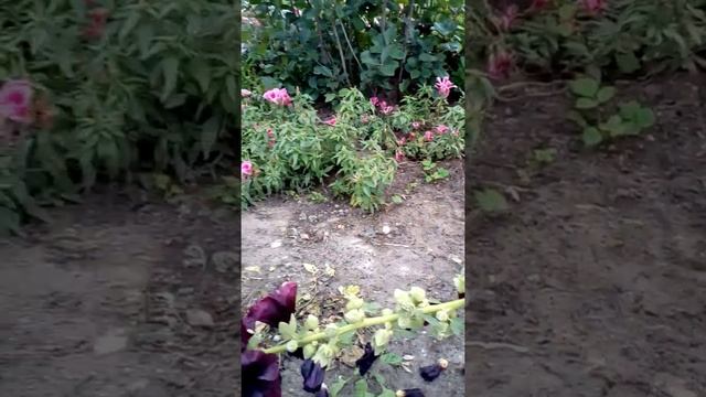 Мой сад в августе 2018