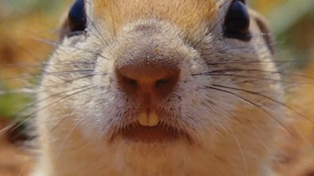 Логопедическая гимнастика. "Волшебное зеркало"