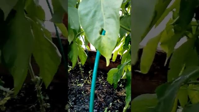 Теплица в августе 2018 год