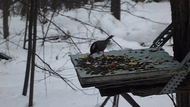 Важнин ключ