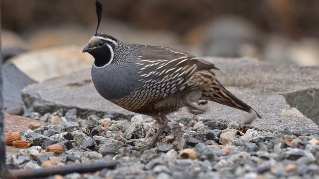 12715927_1920_1080_30fps