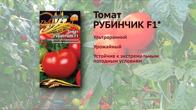 Томат Рубинчик F1