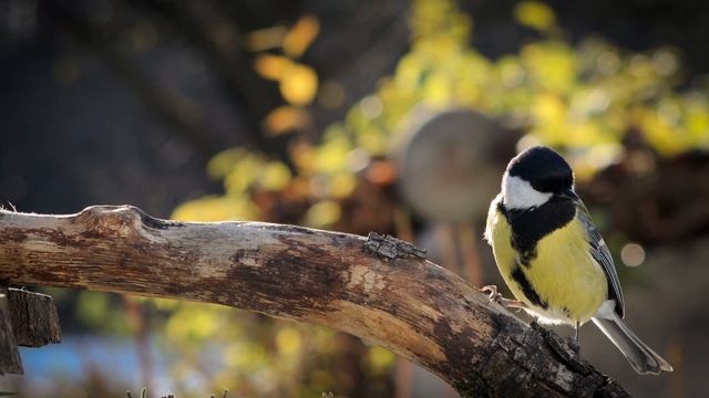 12707805_3840_2160_25fps