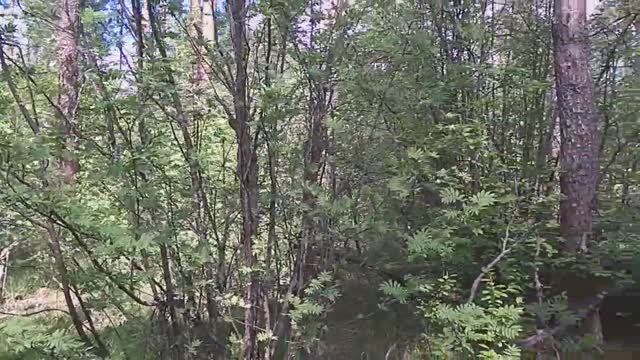 Один из первых выходов с Ванквиш 540