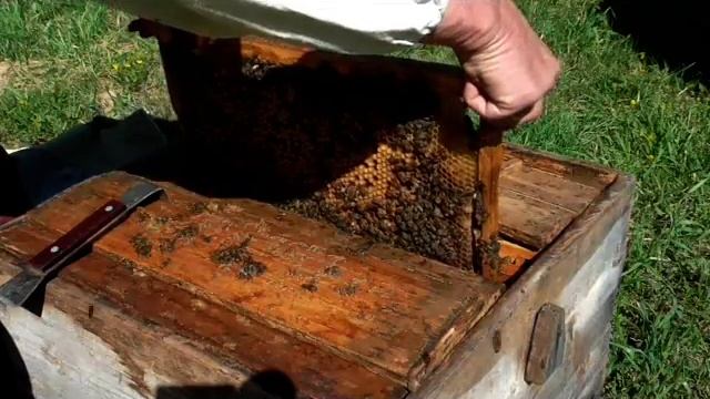 Вывод ранних трутней для молодых маток\vivod trutnei Lesson2