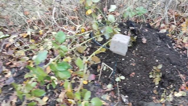 Помогли людям и собакам на даче/ укрываем розы, цветы.