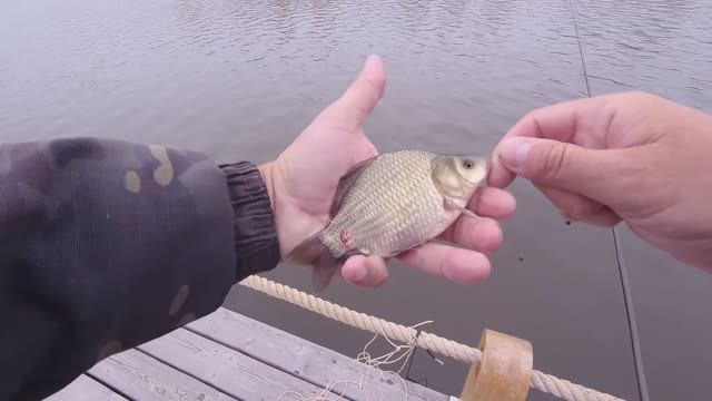ЛОВЛЯ КРУГЛОГО КАРАСЯ НА ПОПЛАВОК. КИНУЛ ШАРЫ ПРИКОРМКИ И СРАЗУ ПОШЛО