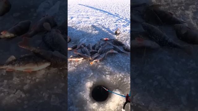 Убойная рыбалка 🐬 🎣