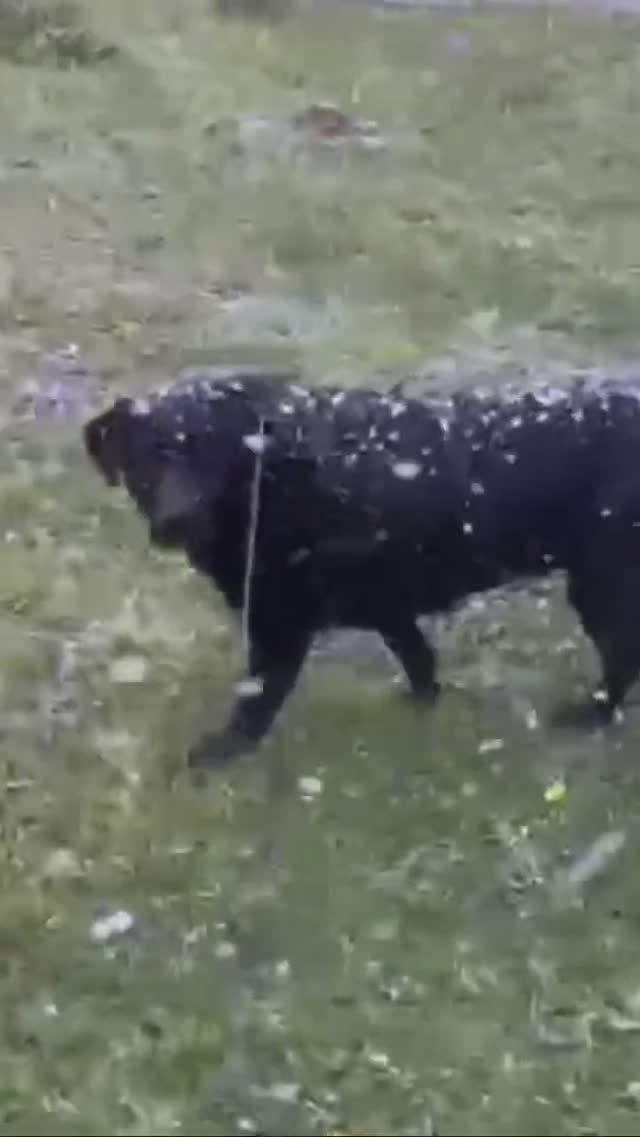 Я вся белая) #shorts #short #shortsvideo #приколы