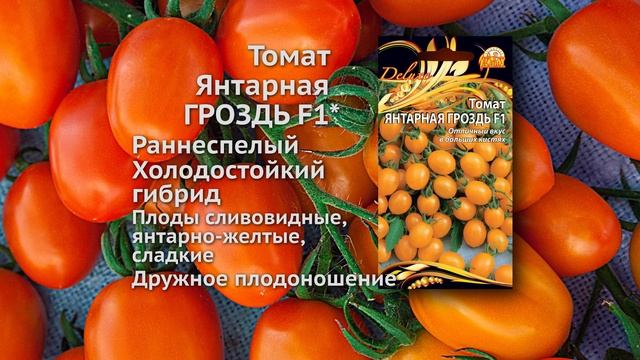 Томат Янтарная гроздь F1