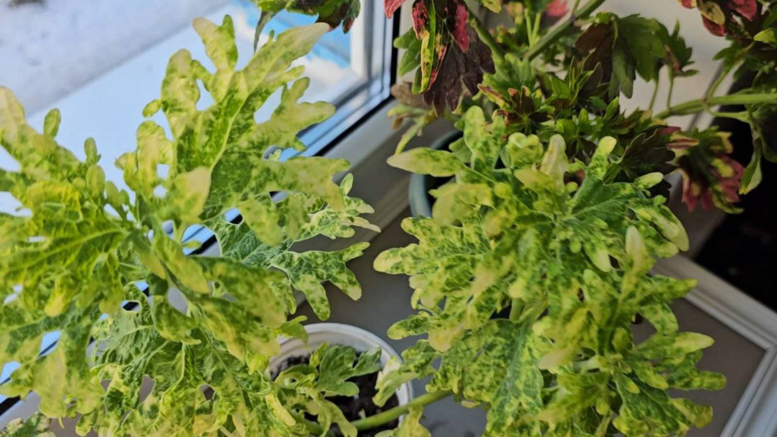 Сорта колеусов для домашнего озелениния