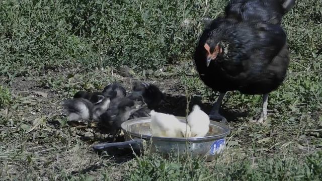 Добавка кормовая для цыплят Здравур цып-цып