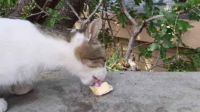 Кот попрашайка из Ялты.