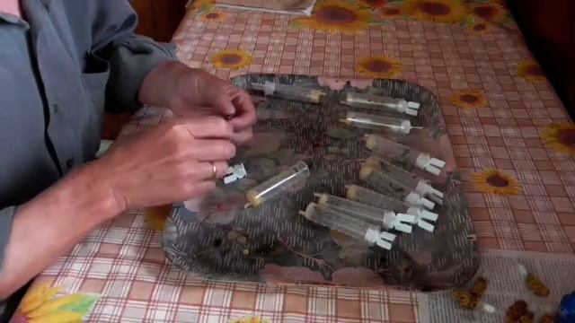 Вывод маток 6/withdrawal of queen bees