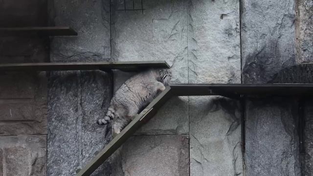 Манул Тимофей пришел в  свою идеальную форму к зиме и завершил процесс зажировки.