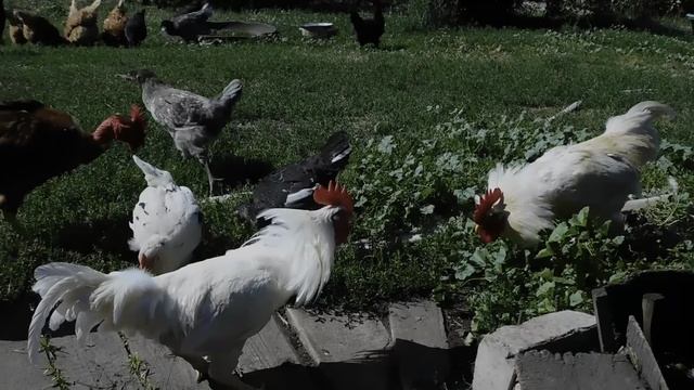 Кормовая добавка для кур Здравур несушка