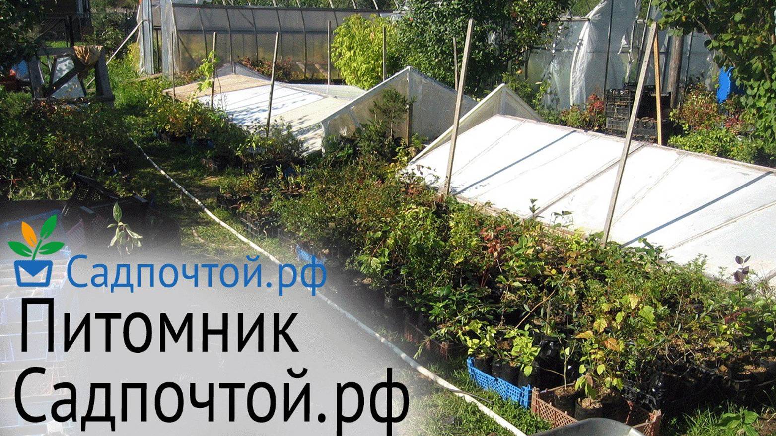 Питомник растений  Садпочтой.рф - саженцы для Петербурга и саженцы в другие регионы. #садпочтой