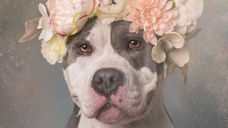 Американский питбультерьер. История происхождения породы и её особенности.