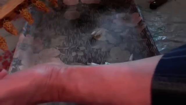 ИЗОЛЯЦИЯ МАТОЧНИКОВ ПЕРЕД ВЫХОДОМ МАТОК