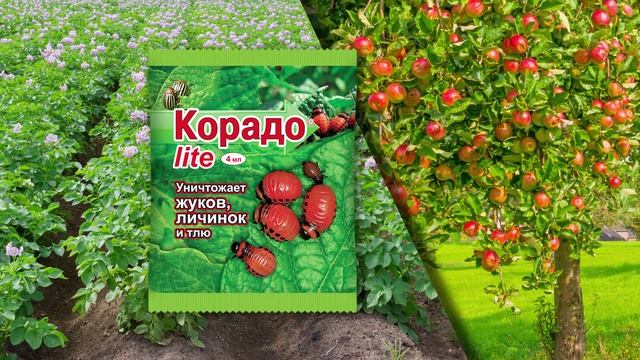 Средство против колорадского жука Корадо