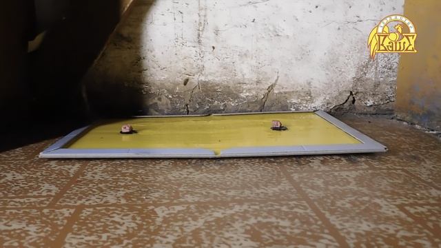 Серия средств против мышей Котофей