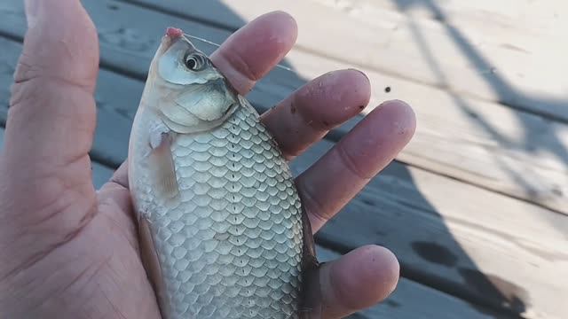 ПРИЕХАЛ ЛОВИТЬ КАРАСЯ ПОД ВЕЧЕР. РЫБАЛКА НА ПОПЛАВОК ВЕЧЕРОМ.
