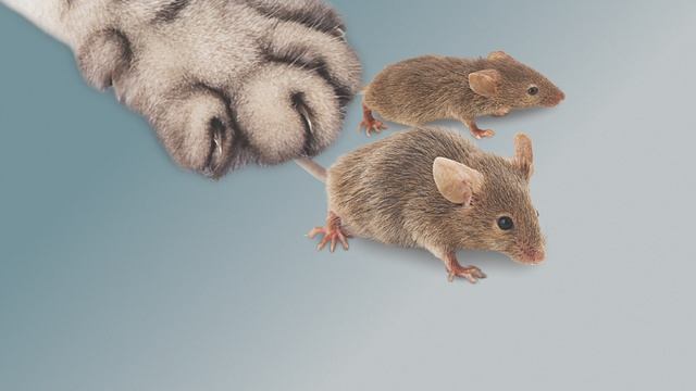 Клей против мышей Котофей