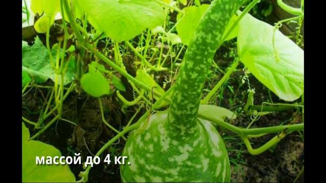Экзотические овощи на Вашей даче!