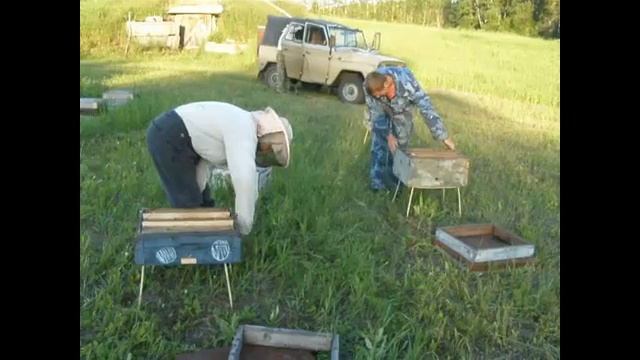 Как заселить нуклеусы  1.Одбор пчёл для нуклеусов 2. Заселение нуклеусов 3. Подсадка маток