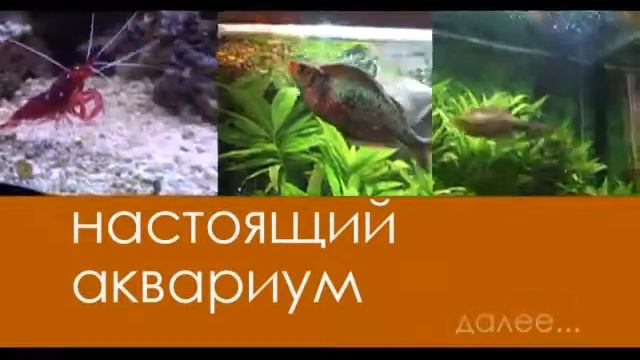аквариумы 2016 /видео для внутреннего пользования, публичное размещение запрещено/
