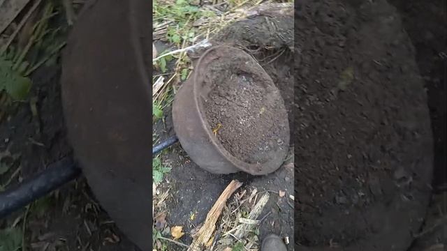 Вот такие экземпляры попадаются