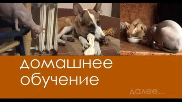 дрессировка 2016 /видео для внутреннего пользования, публичное размещение запрещено/