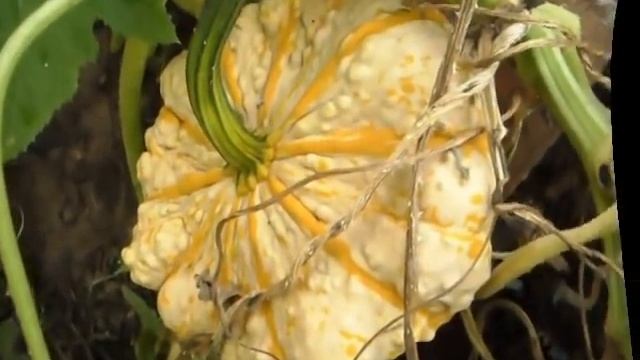 Патиссоны "Полосатая смесь".