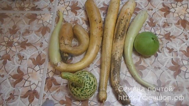 Лагенария  Кое что о семенах!