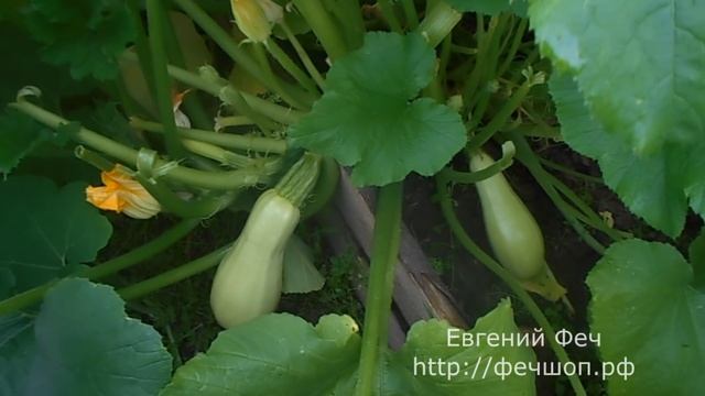 Китайцы имеют весь мир! Что выросло из семян с Алиэкспресс