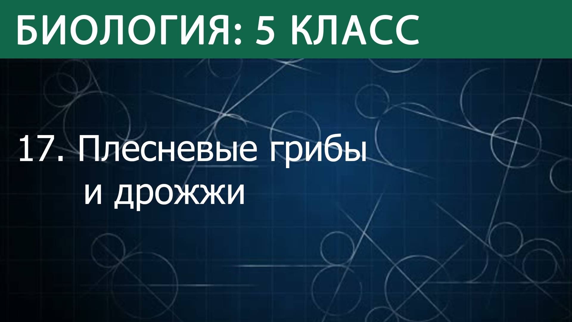 Биология 5 класс: Плесневые грибы и дрожжи
