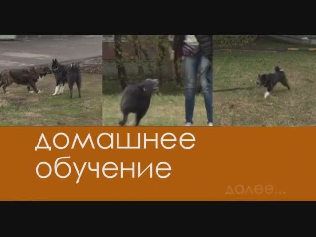 дрессировка 2016 /видео для внутреннего пользования, публичное размещение запрещено/