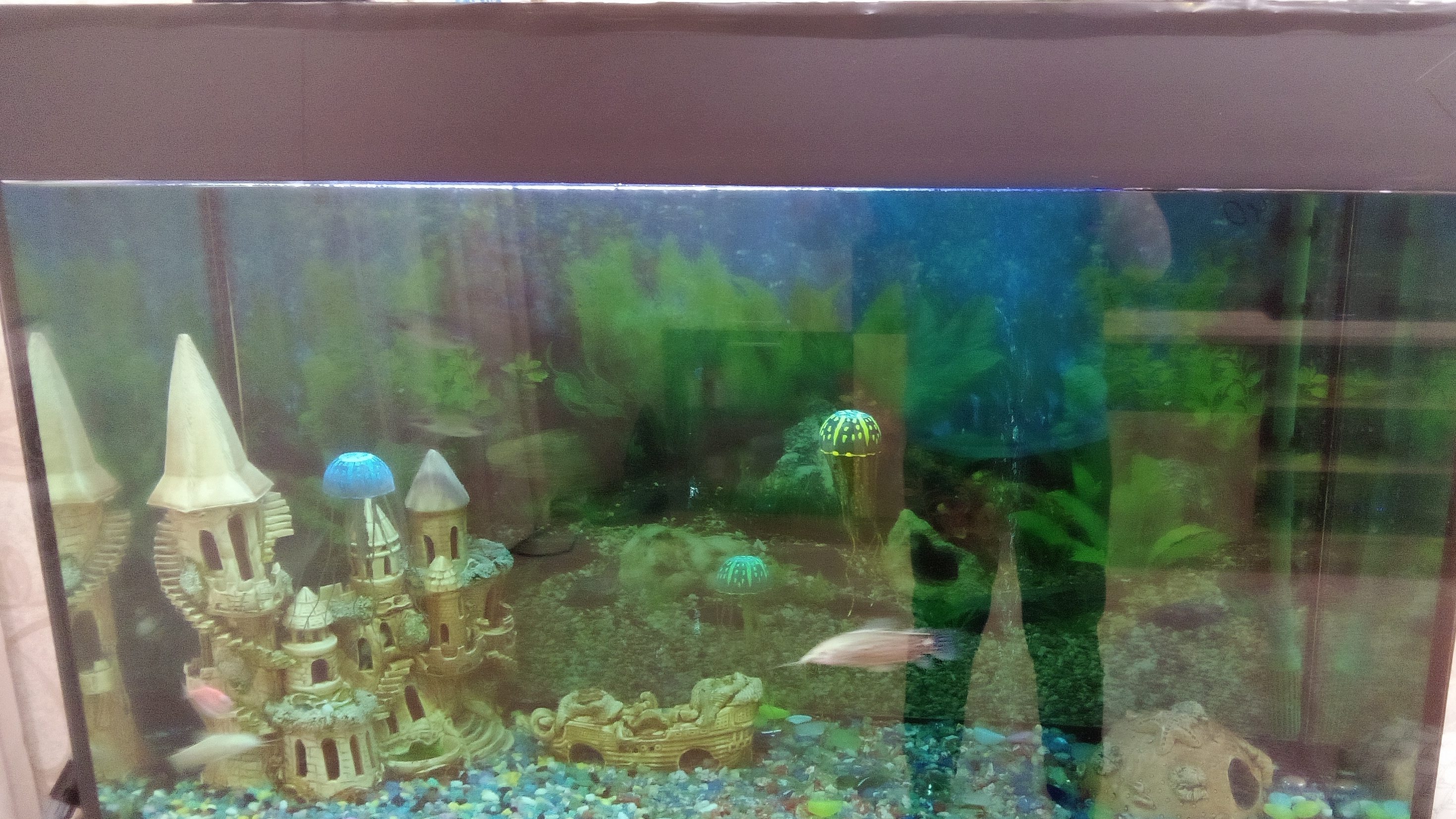 кратка про тернеций