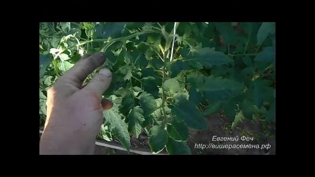 Пасынки на помидорных кистях
