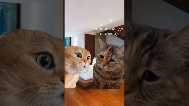 собираюсь на поргулку 1 часть #shorts  #cats #vmg #прогулка  #котики #funny #tiktokvideo