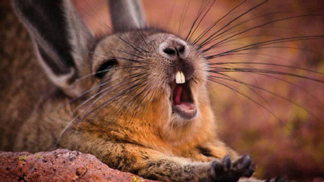 С Добрым Утром!