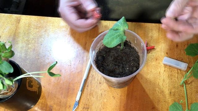 Прививка дыни на фиголистную тыкву ПРОЩЕ некуда!